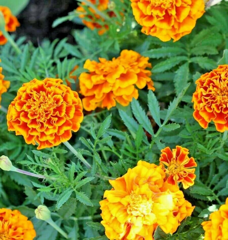 500+ Sparky Mix DWARF FRENCH MARIGOLD Seeds Annual Summer Fall Flowers ...