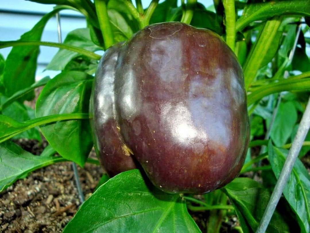 50+CHOCOLATE BEAUTY SWEET Bell Pepper Seeds Non Gmo Organic Vegetable ...
