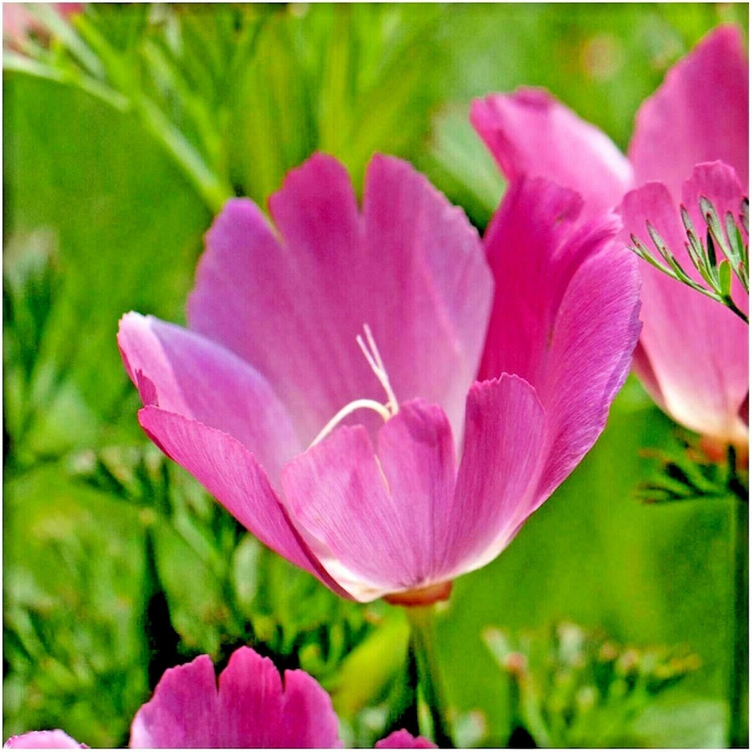 500+PURPLE GLEAM CALIFORNIA Poppy Seeds Annual Native Wildflower Flower ...