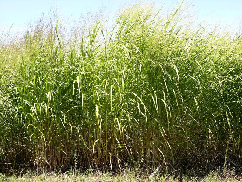1000+SWITCHGRASS Seeds Native Tall Grass Prairie Clumping Ornamental ...
