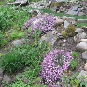 500+PINK ROCK SOAPWORT Seeds Perennial Wildflower Groundcover Trailing ...
