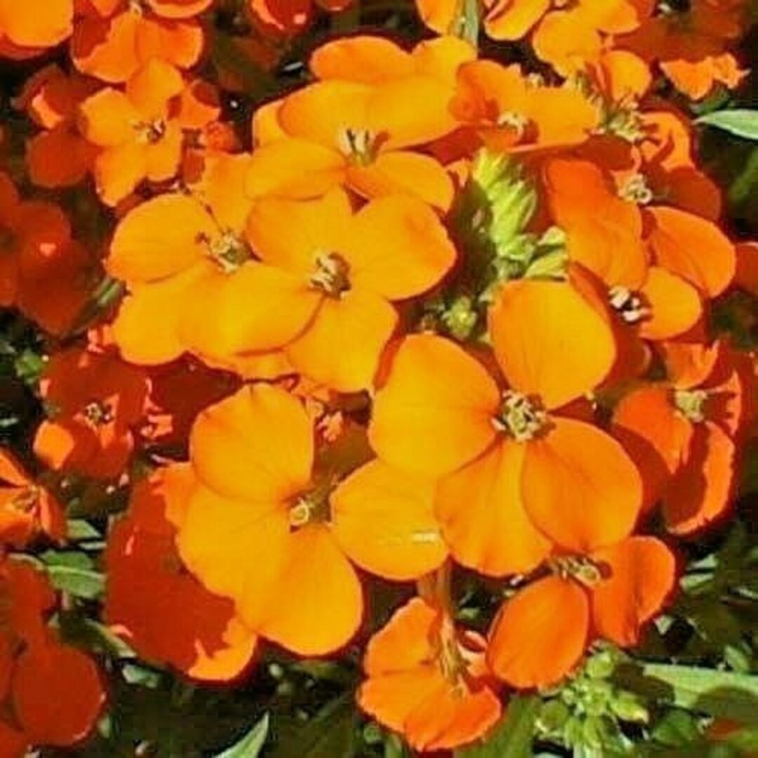 300ENGLISH WALLFLOWER Seeds Annual Groundcover Boarders Patio Container ...