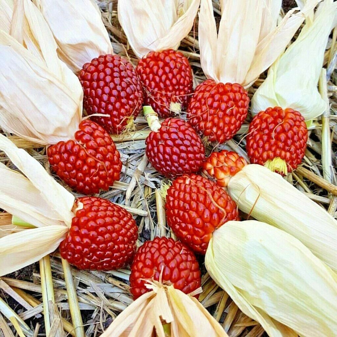 75+RED STRAWBERRY POPCORN Seeds Organic Non Gmo Summer Vegetable Garden ...