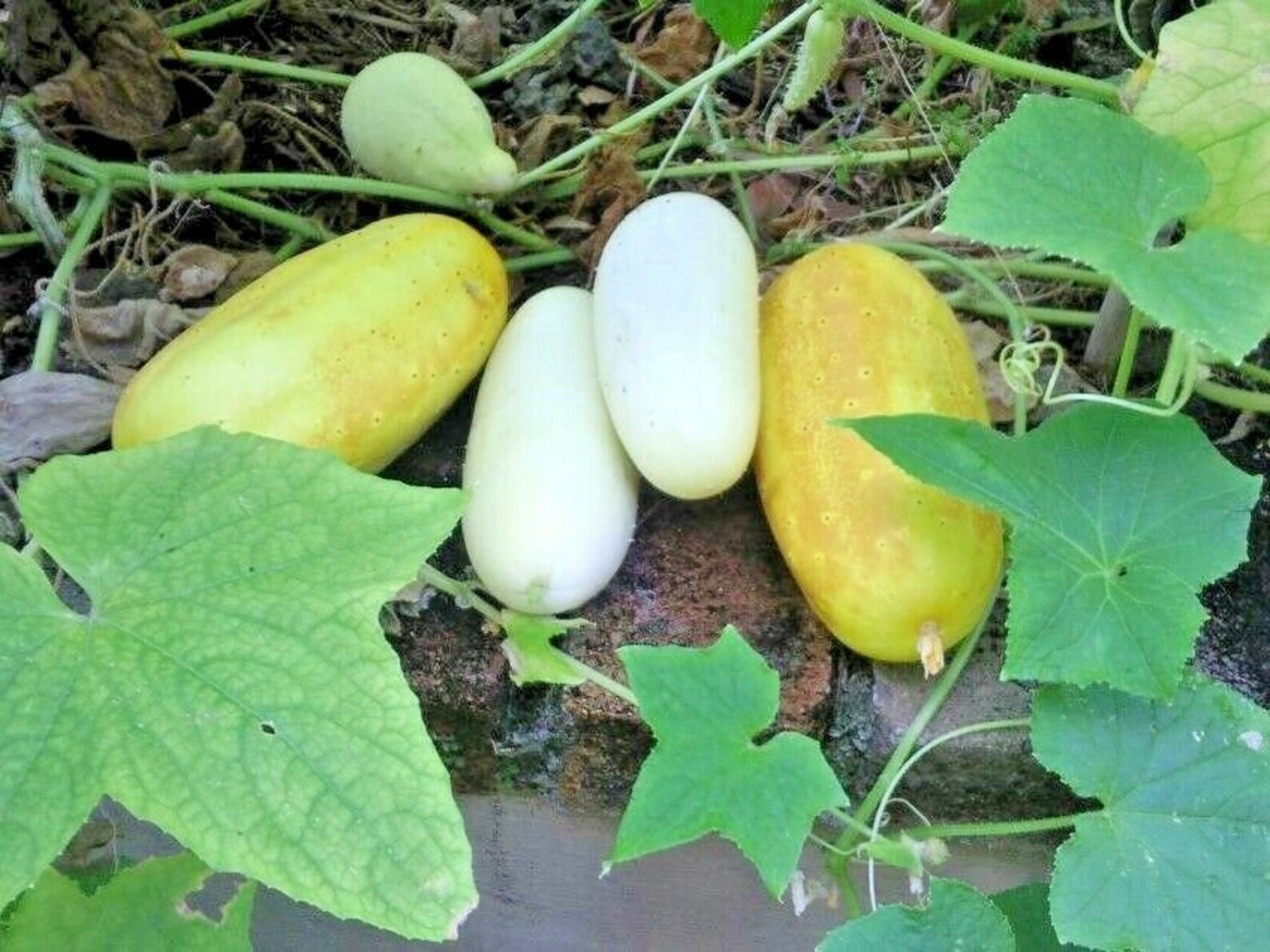 30+MINIATURE SWEET WHITE Cucumber Seeds Organic Bush Type Patio ...