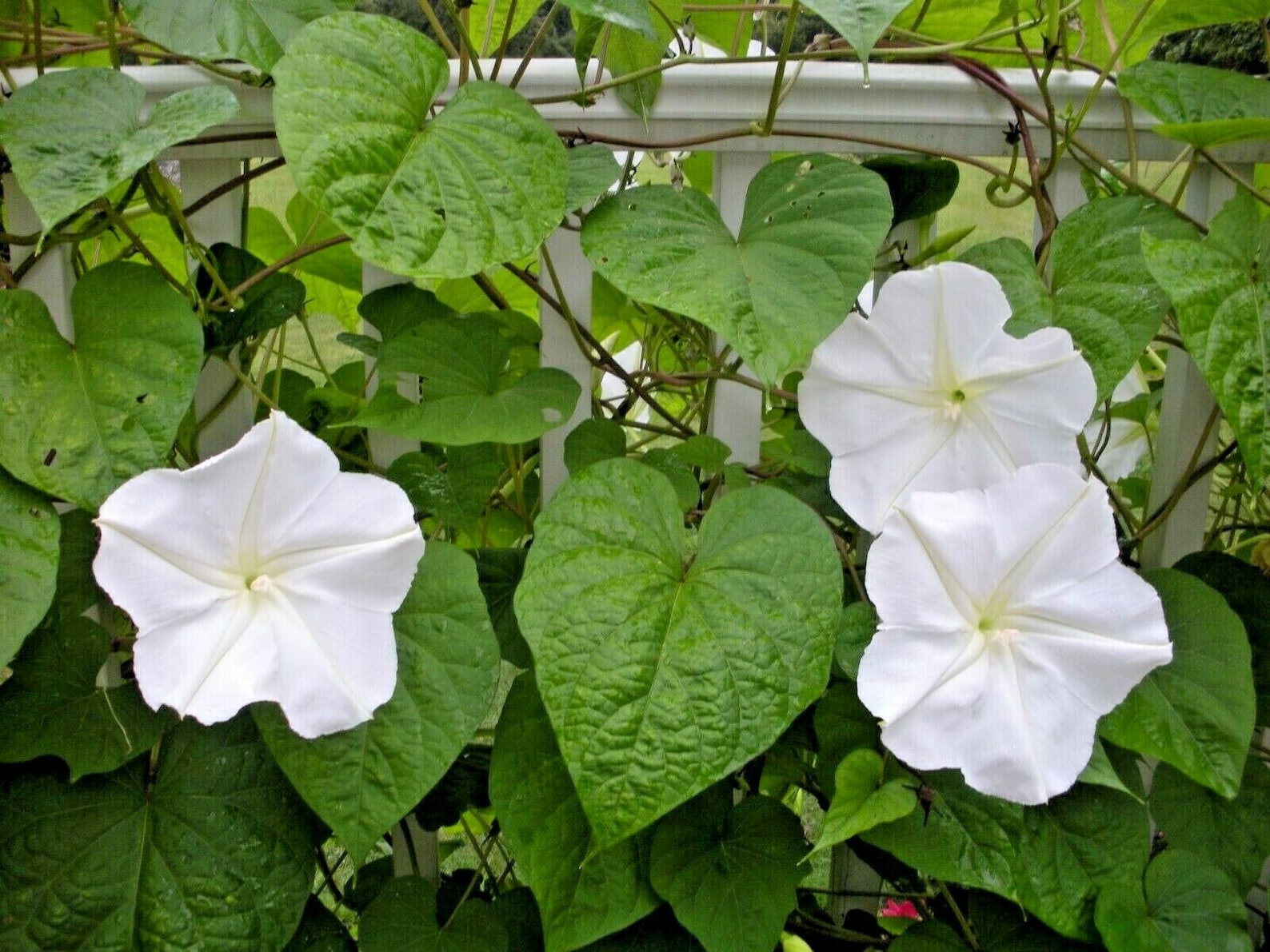 20+MOONFLOWER Seeds Wildflower Climbing Flowering Vine Night Blooms ...