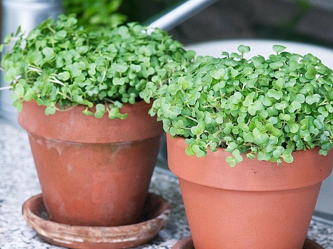 1 OZ=20,000 TRUE WATERCRESS Seeds Organic Non Gmo Spring Fall Garden ...