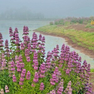300+LEMON MINT Seeds Annual Native Wildflower Edible Medicinal Plant ...