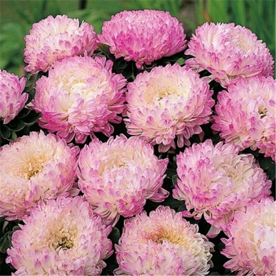 250+CHINA Aster "powder Puff" Mix Seeds Cut Flowers Garden/containers ...