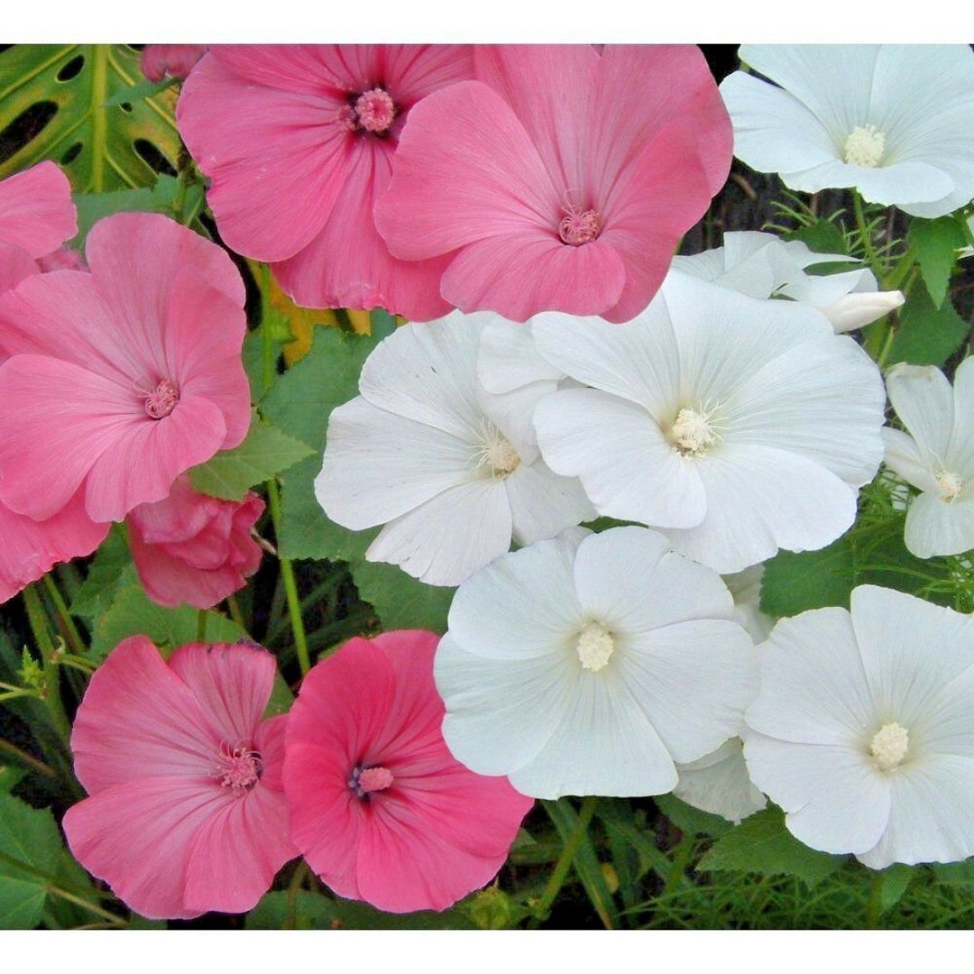 100ROSE MALLOW MIX Seeds Annual Native Wildflower Flowering Shrub Bush ...