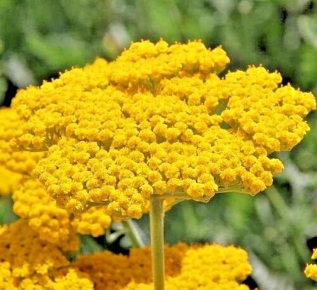 500GOLD YELLOW YARROW Seeds Milfoil Perennial Native Wildflower ...