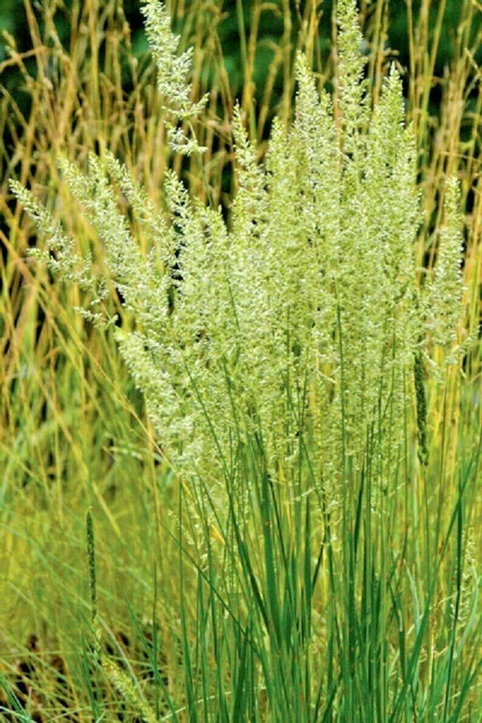 500PRAIRIE JUNE GRASS Seeds Native Prairie Grass Clumping - Etsy