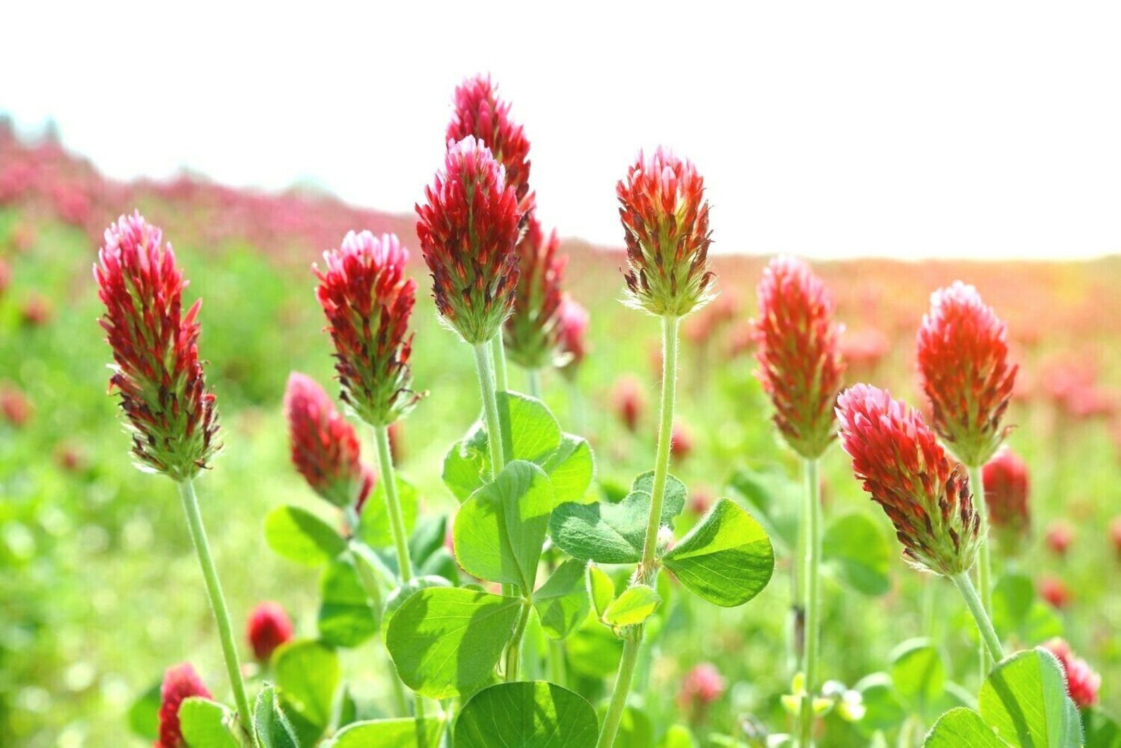 1000+CRIMSON CLOVER Seeds Native Wildflower Groundcover Flower Garden ...