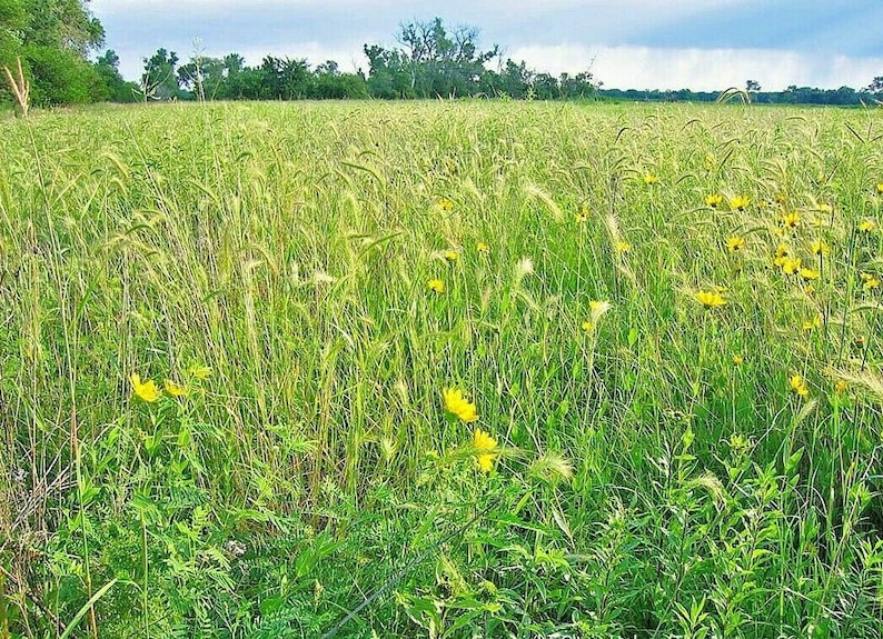 500VIRGINIA EASTERN WILD Rye Seeds Native Prairie Grass - Etsy