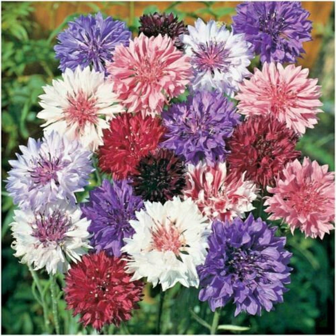 500+DWARF BACHELOR BUTTON Polka Dot Mix Seeds Annual Summer Garden ...