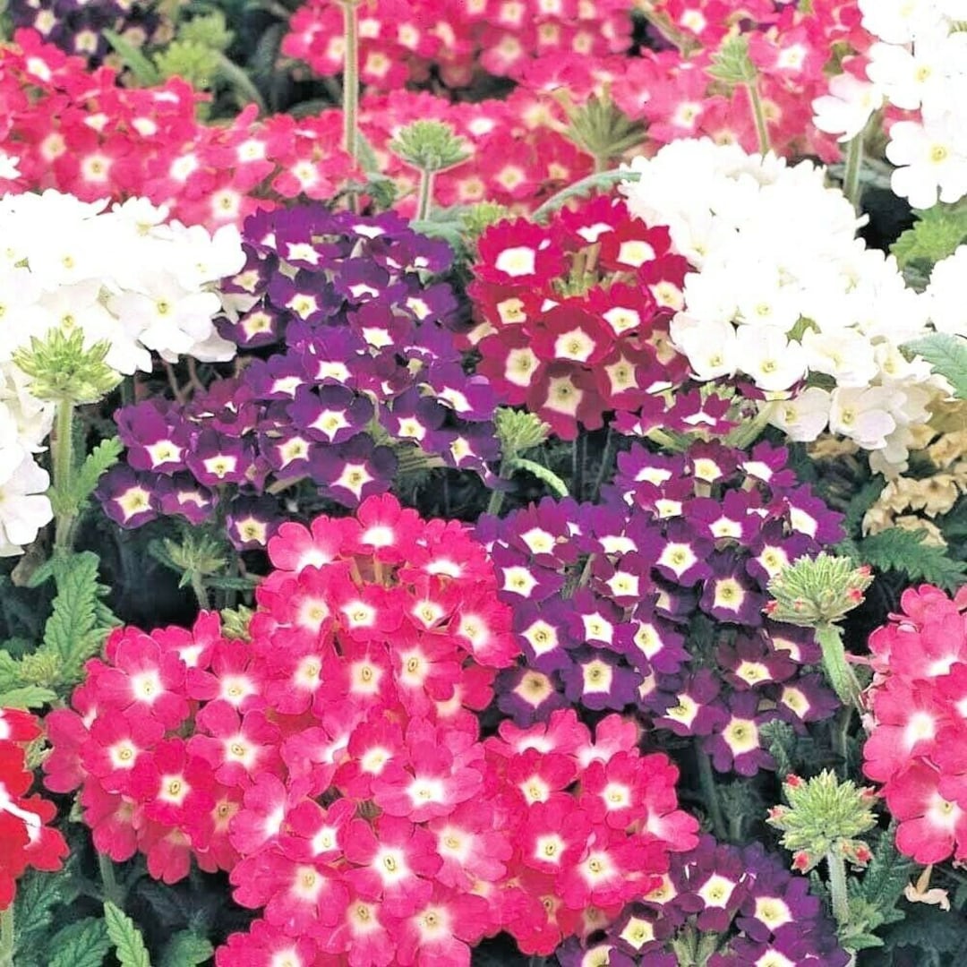 200+VERBENA MIX Flower Seeds Annual Groundcover Borders Rock Garden ...