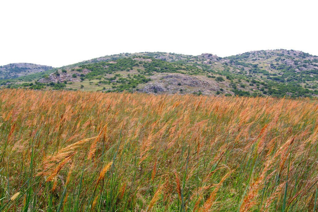 500+INDIAN GRASS Seeds Native Prairie Grass Wildflower Clumping ...