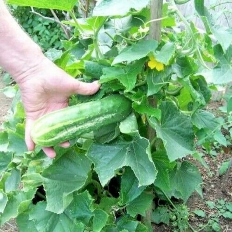 35+SPACEMASTER BUSH CUCUMBER Seeds Organic Patio Container Hanging ...