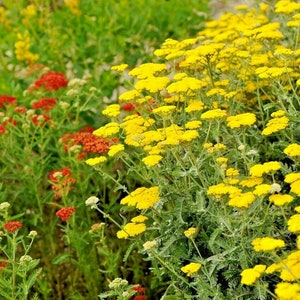 500+GOLD YELLOW YARROW Seeds Milfoil Perennial Native Wildflower ...