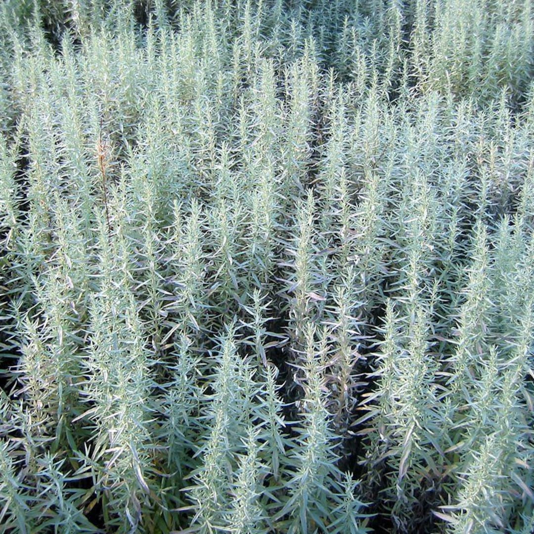 300+PRAIRIE SAGE WHITE Sagebrush Seeds Perennial Native Wildflower ...