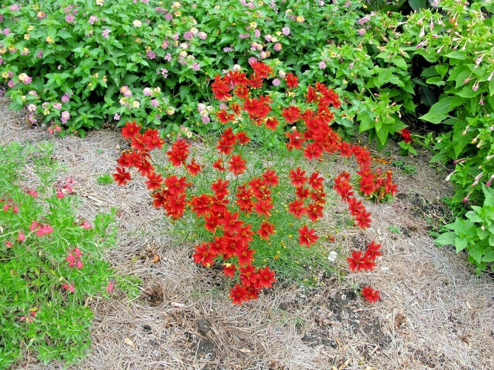 2000dwarf RED PLAINS COREOPSIS Seeds Native Wildflower - Etsy