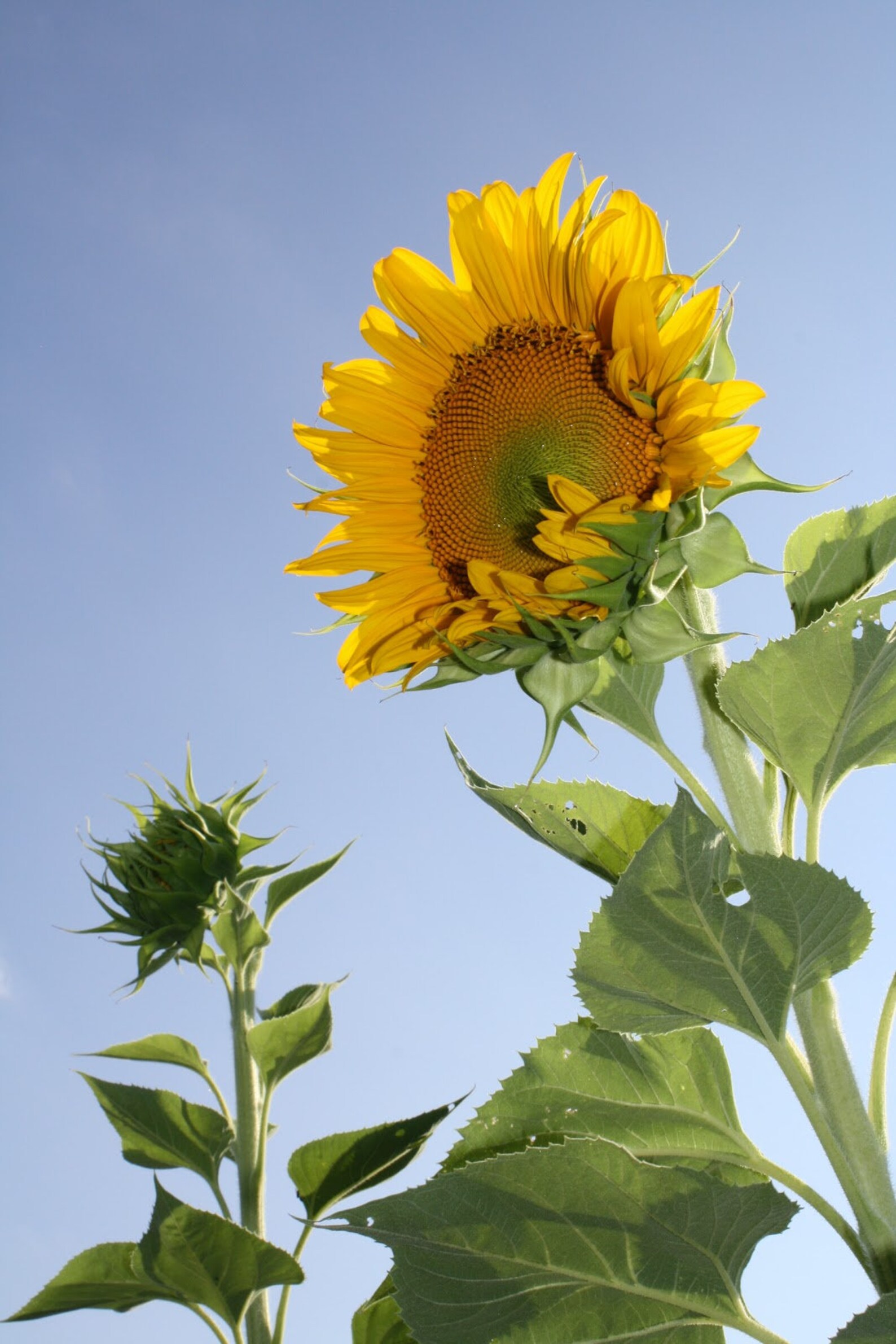 50+MAMMOTH Grey Stripe SUNFLOWER Seeds Organic Annual Native Wildflower ...