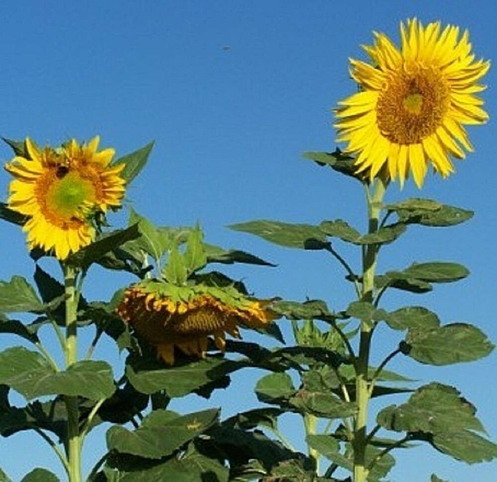 50+MAMMOTH Grey Stripe SUNFLOWER Seeds Organic Annual Native Wildflower ...