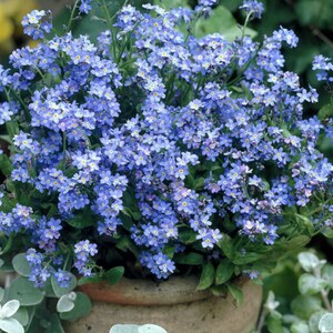 400+FORGET ME NOT Flower Seeds Annual Woodland Wildflower Full Sun ...