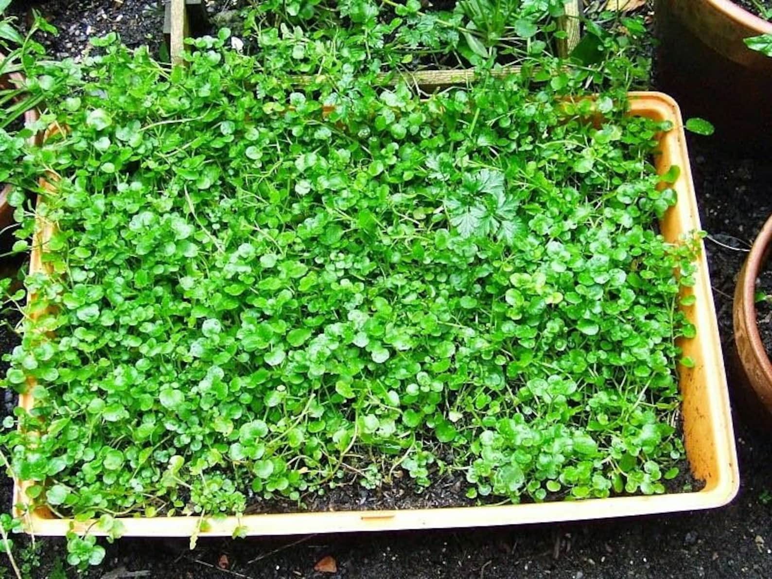 1 OZ=20,000 TRUE WATERCRESS Seeds Organic Non Gmo Spring Fall Garden ...