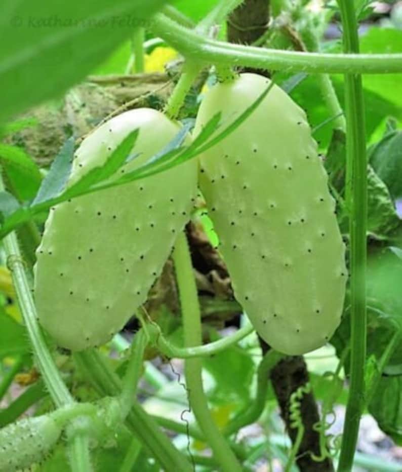 30+MINIATURE SWEET WHITE Cucumber Seeds Organic Bush Type Patio ...