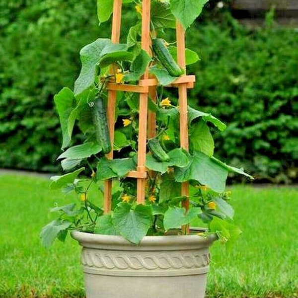 Cucumber Trellis - Etsy
