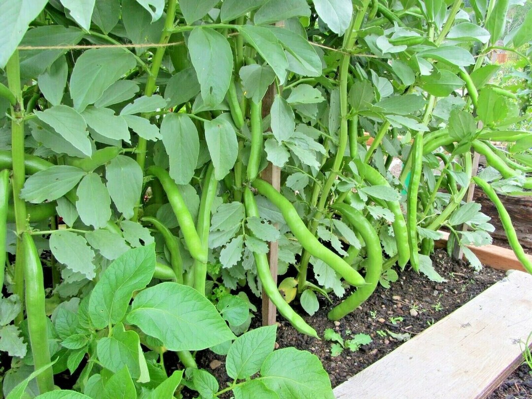 1 Oz FAVA BEAN Seeds Windsor Organic Heirloom Spring Fall Cool Weather ...