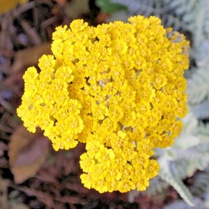 500+GOLD YELLOW YARROW Seeds Milfoil Perennial Native Wildflower ...