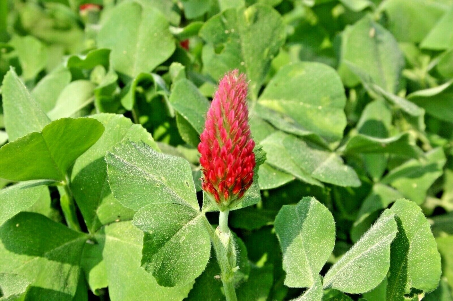 1000+CRIMSON CLOVER Seeds Native Wildflower Groundcover Flower Garden ...
