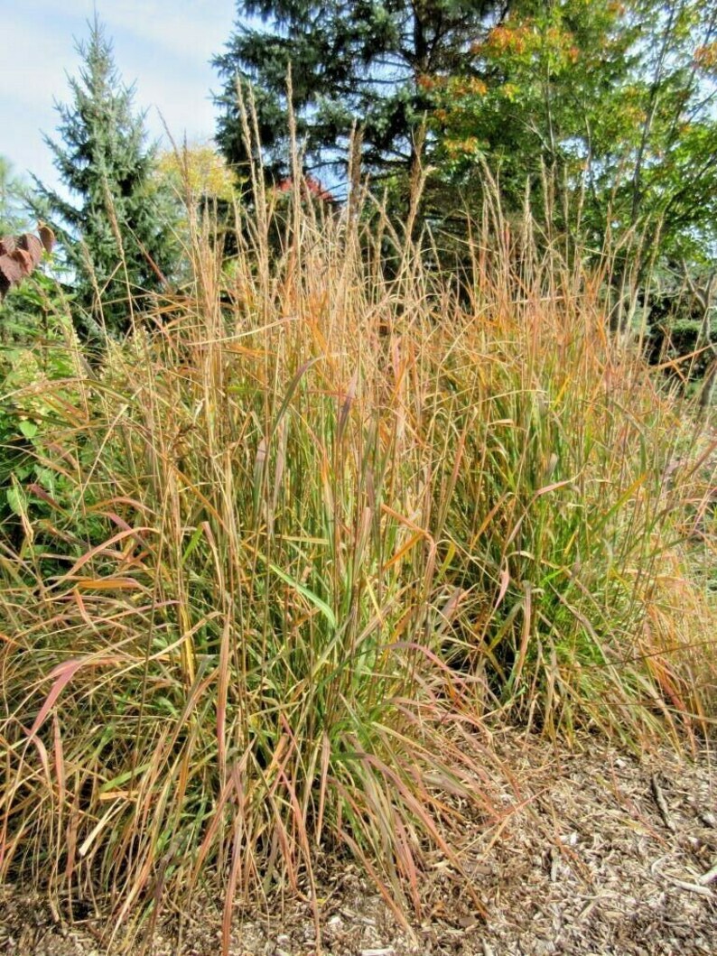 500+INDIAN GRASS Seeds Native Prairie Grass Wildflower Clumping ...