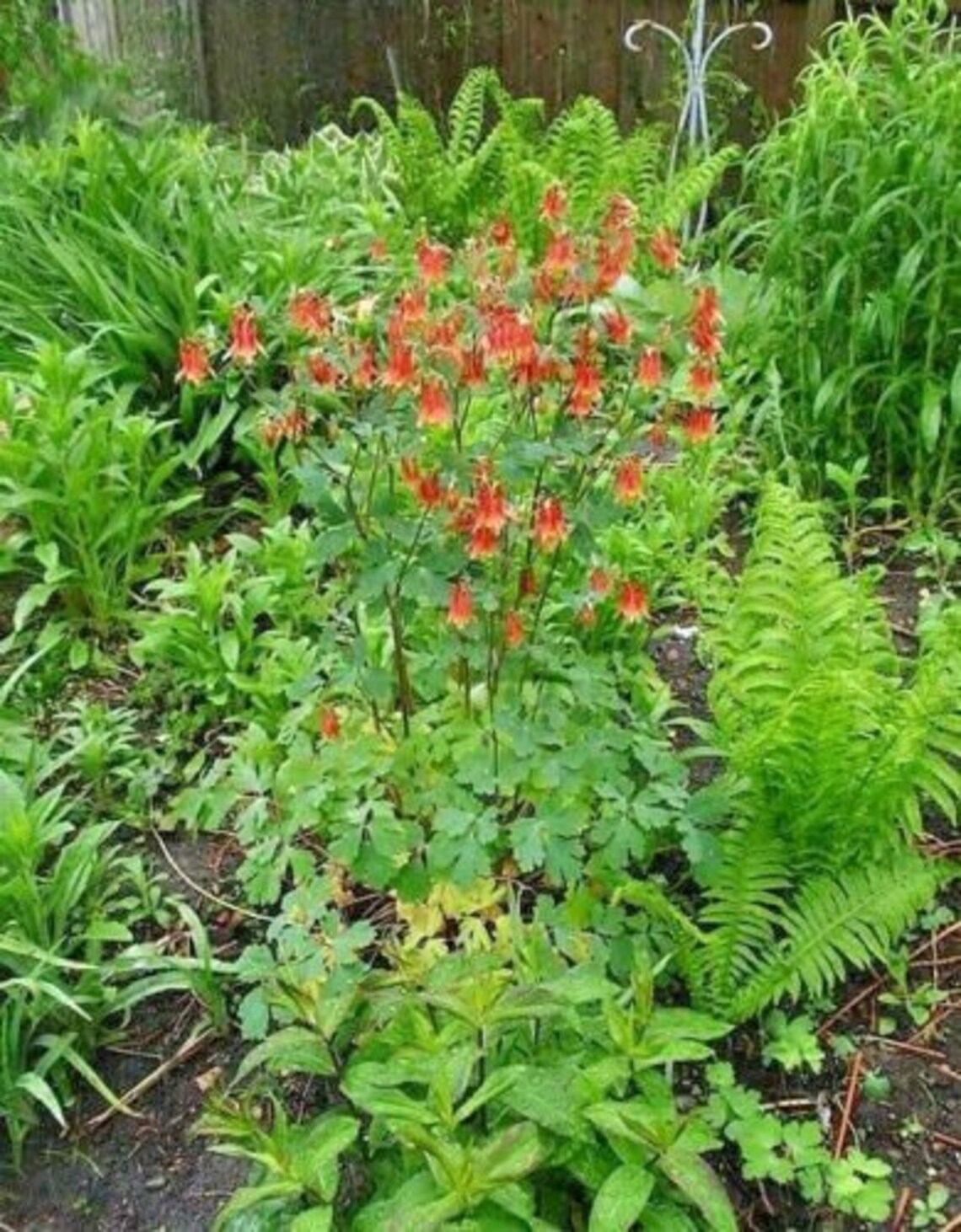100+EASTERN RED COLUMBINE Flower Seeds Native Wildflower Perennial ...