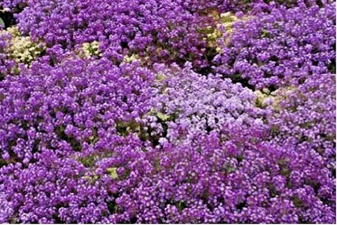 1000+purple DWARF SWEET ALYSSUM Seeds Royal Carpet Flowering ...