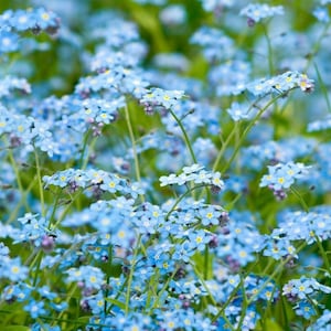 400+FORGET ME NOT Flower Seeds Annual Woodland Wildflower Full Sun ...