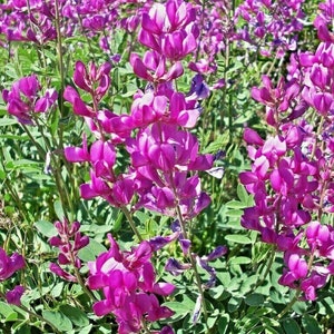50+UTAH Northern SWEETVETCH Flower Seeds Native Wildflower Drought Heat ...
