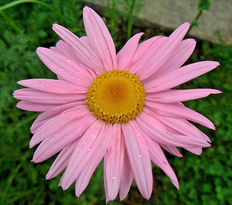 100+ROBINSON'S GIANT MIX Daisy Flower Seeds Perennial Poor Soils Heat ...