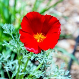 500+ RED CHIEF CALIFORNIA Poppy Flower Seeds Native Wildflower Garden ...