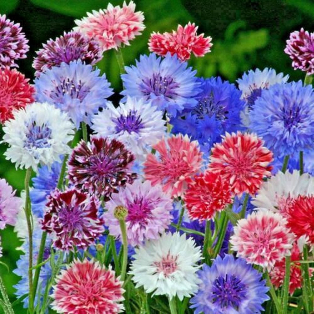 500DWARF BACHELOR BUTTON Polka Dot Mix Seeds Annual Summer Garden Patio ...