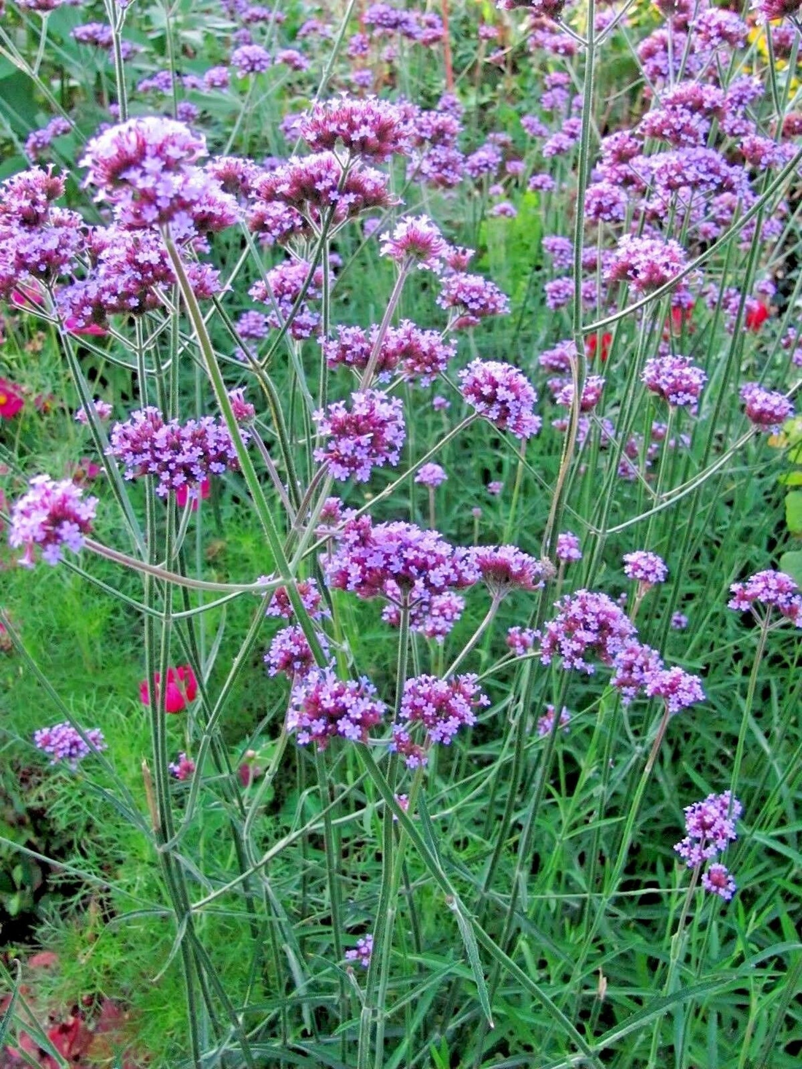 500PURPLETOP VERVAIN Seeds Native Wildflower Medicinal Plant - Etsy