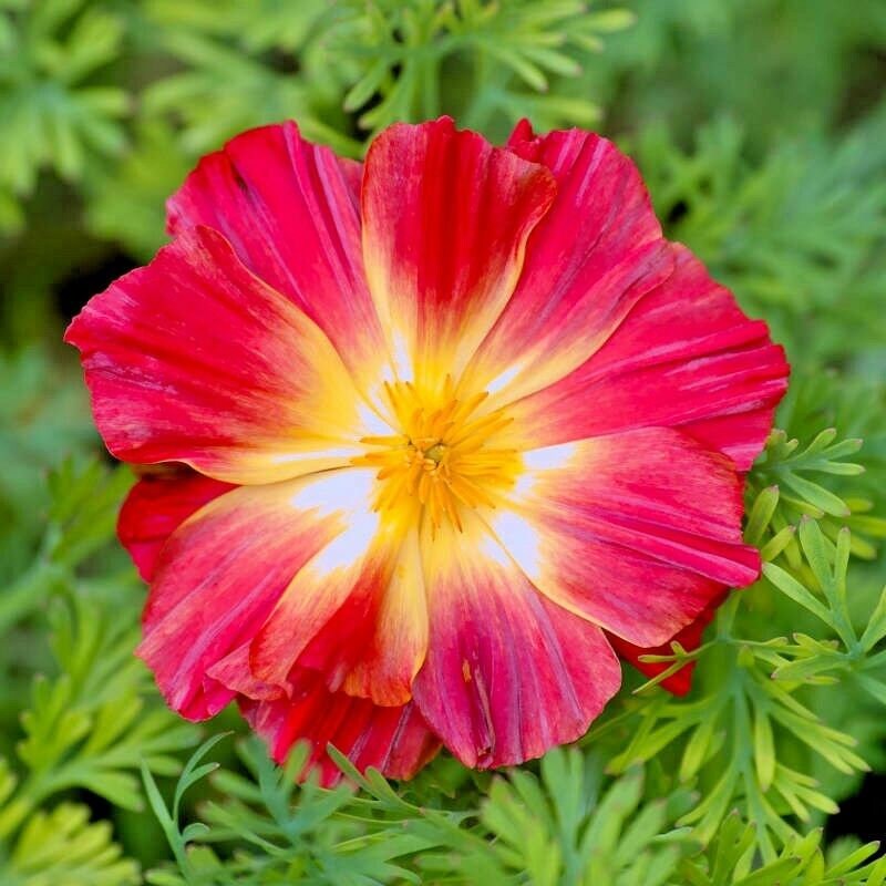 1000+CARMINE KING CALIFORNIA Poppy Seeds Annual Native Wildflower Patio ...