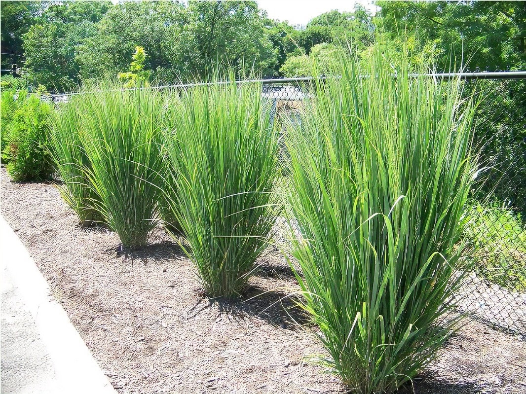 1000SWITCHGRASS Seeds Native Tall Grass Prairie Clumping - Etsy