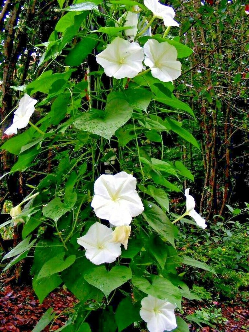 20+MOONFLOWER Seeds Wildflower Climbing Flowering Vine Night Blooms ...