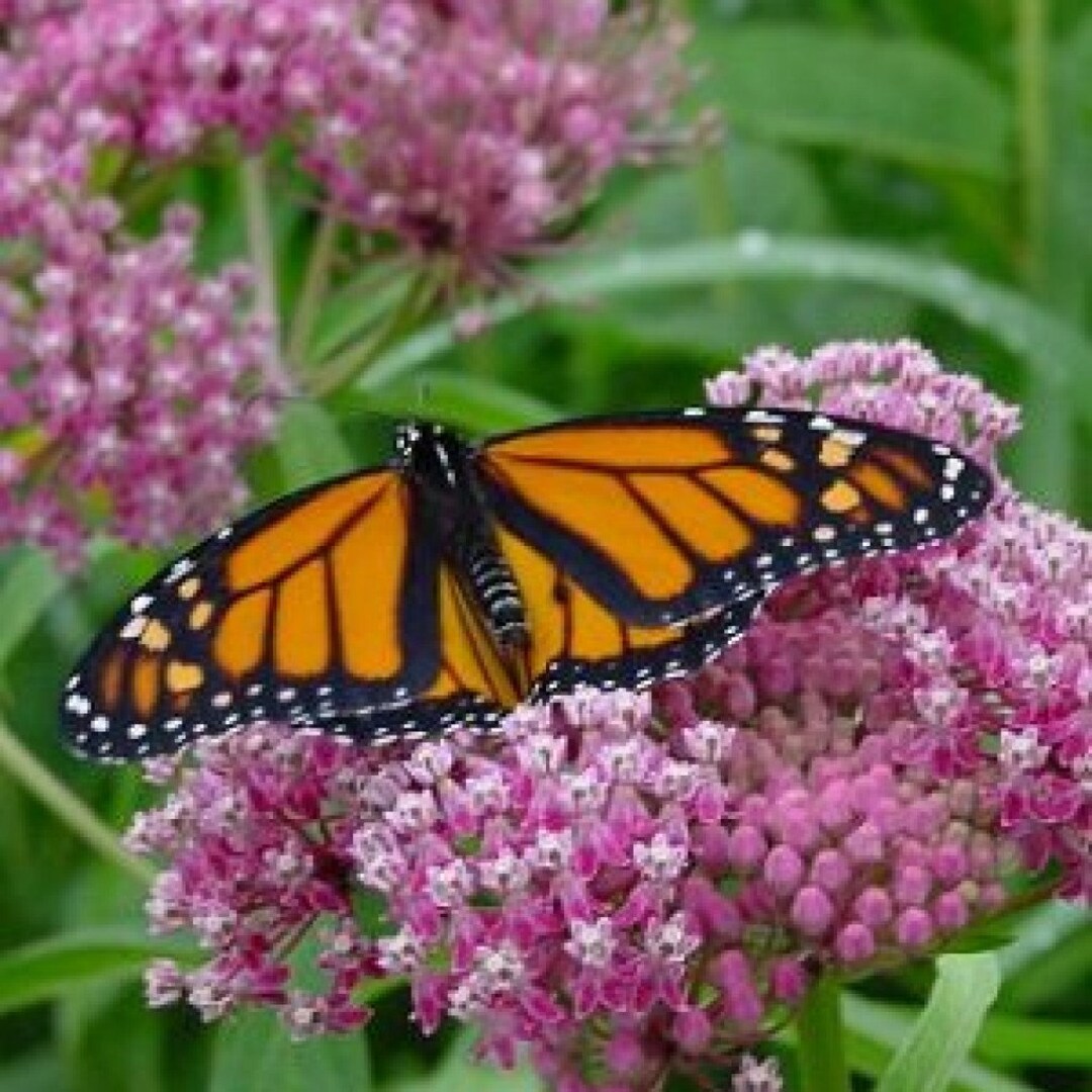 50+SWAMP ROSE MILKWEED Seeds Perennial Native Wildflower Monarch Host ...