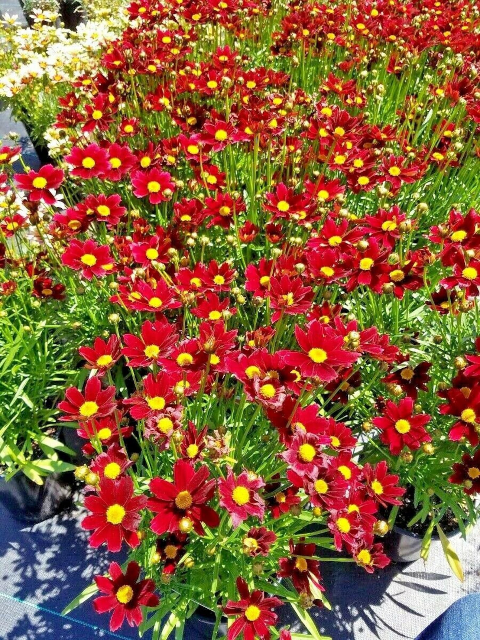2000dwarf RED PLAINS COREOPSIS Seeds Native Wildflower - Etsy