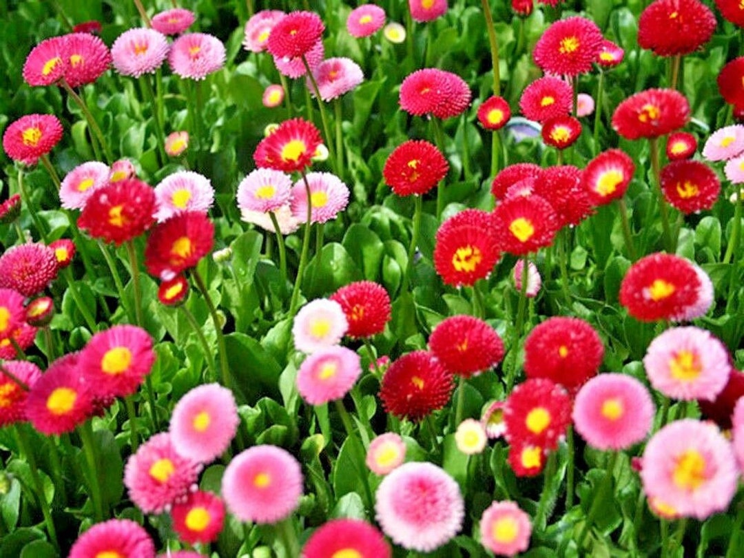 400+ENGLISH DAISY MIX Flower Seeds European Wildflower Spring Blooms ...