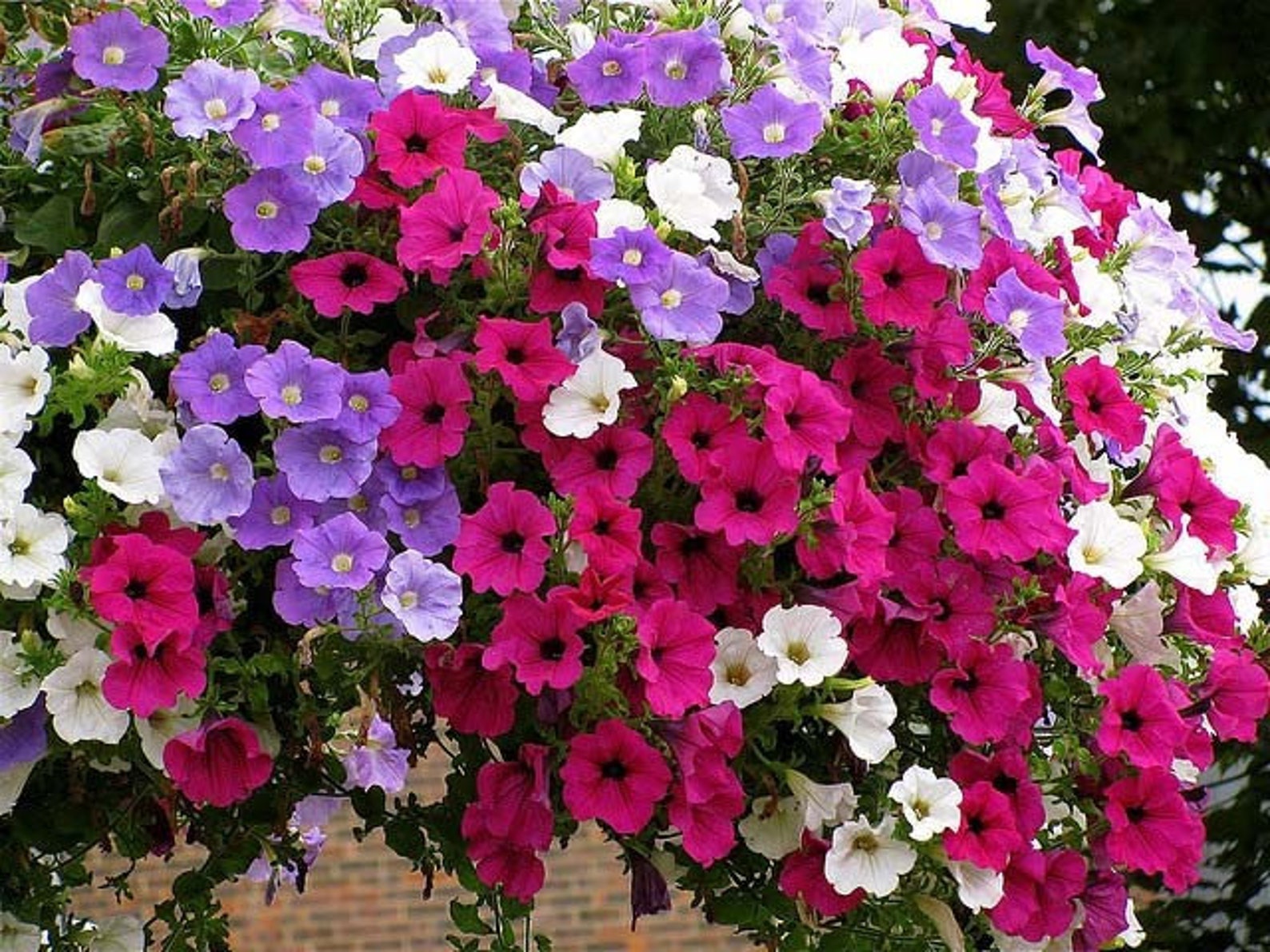 2000DWARF PETUNIA MIX Flower Seeds Garden/containers Hanging | Etsy