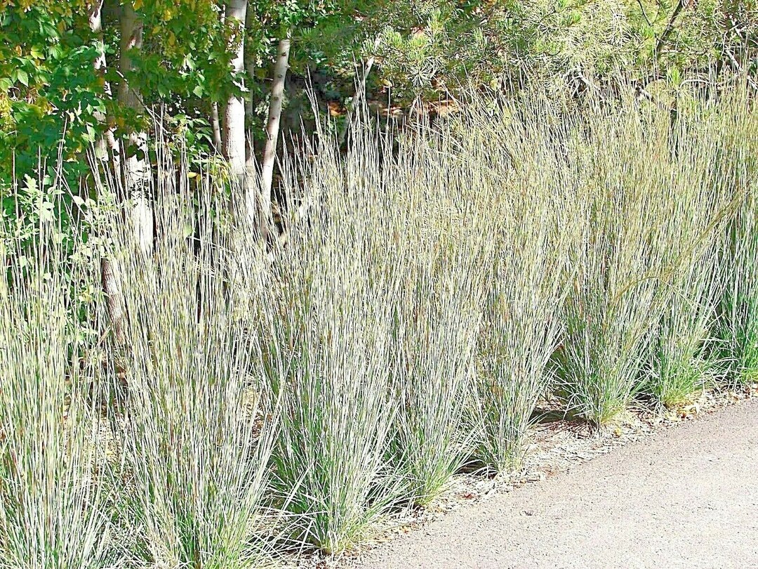 500+ LITTLE BLUESTEM Seeds Native Prairie Grass Clumping Ornamental ...